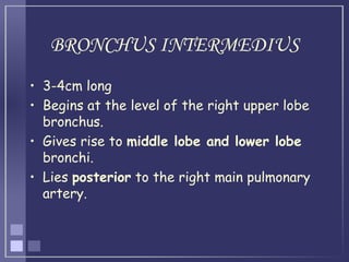 radiology anatomy of chest.ppt