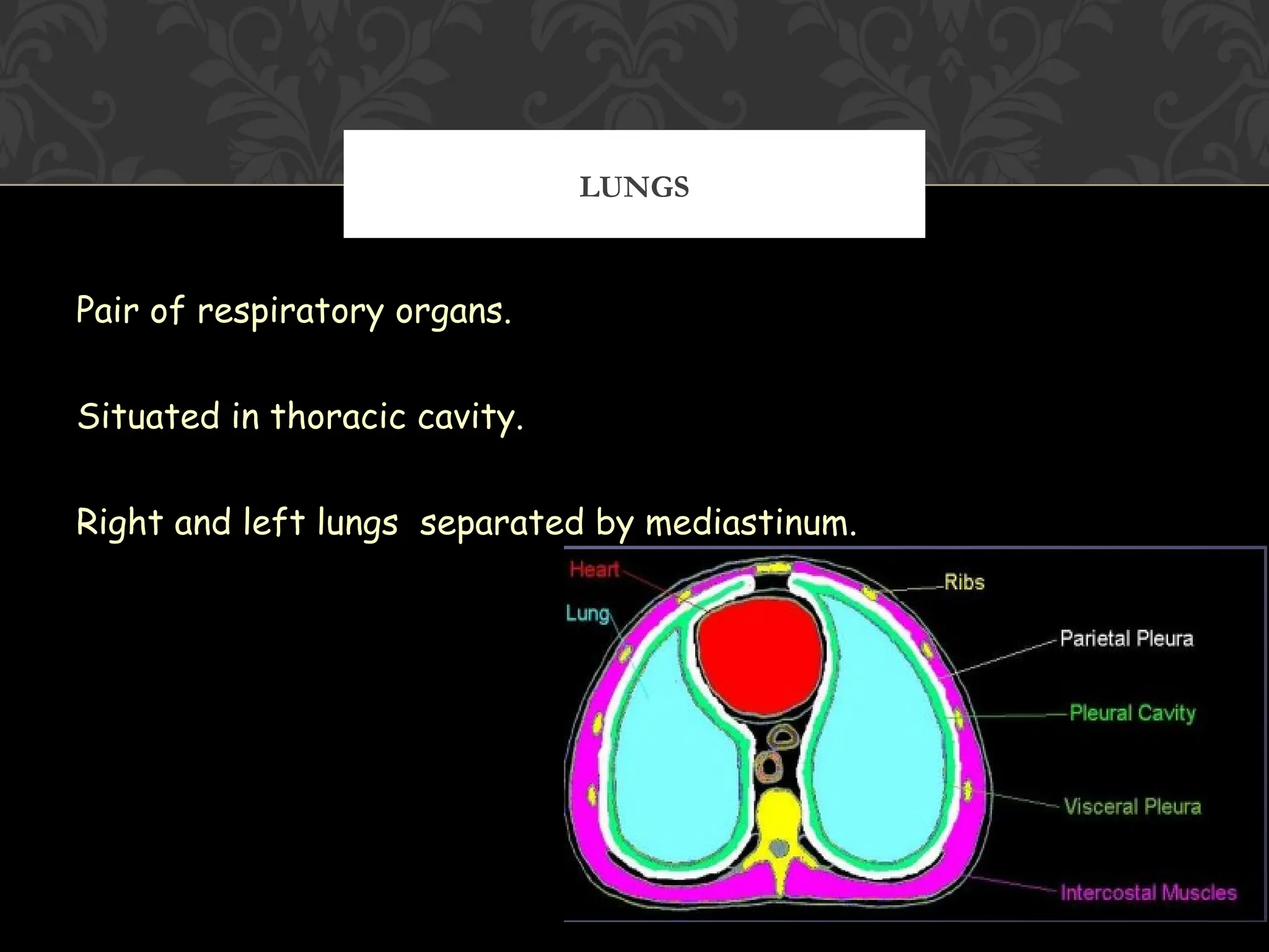 anatomy of chest in radiograph radiology.ppt