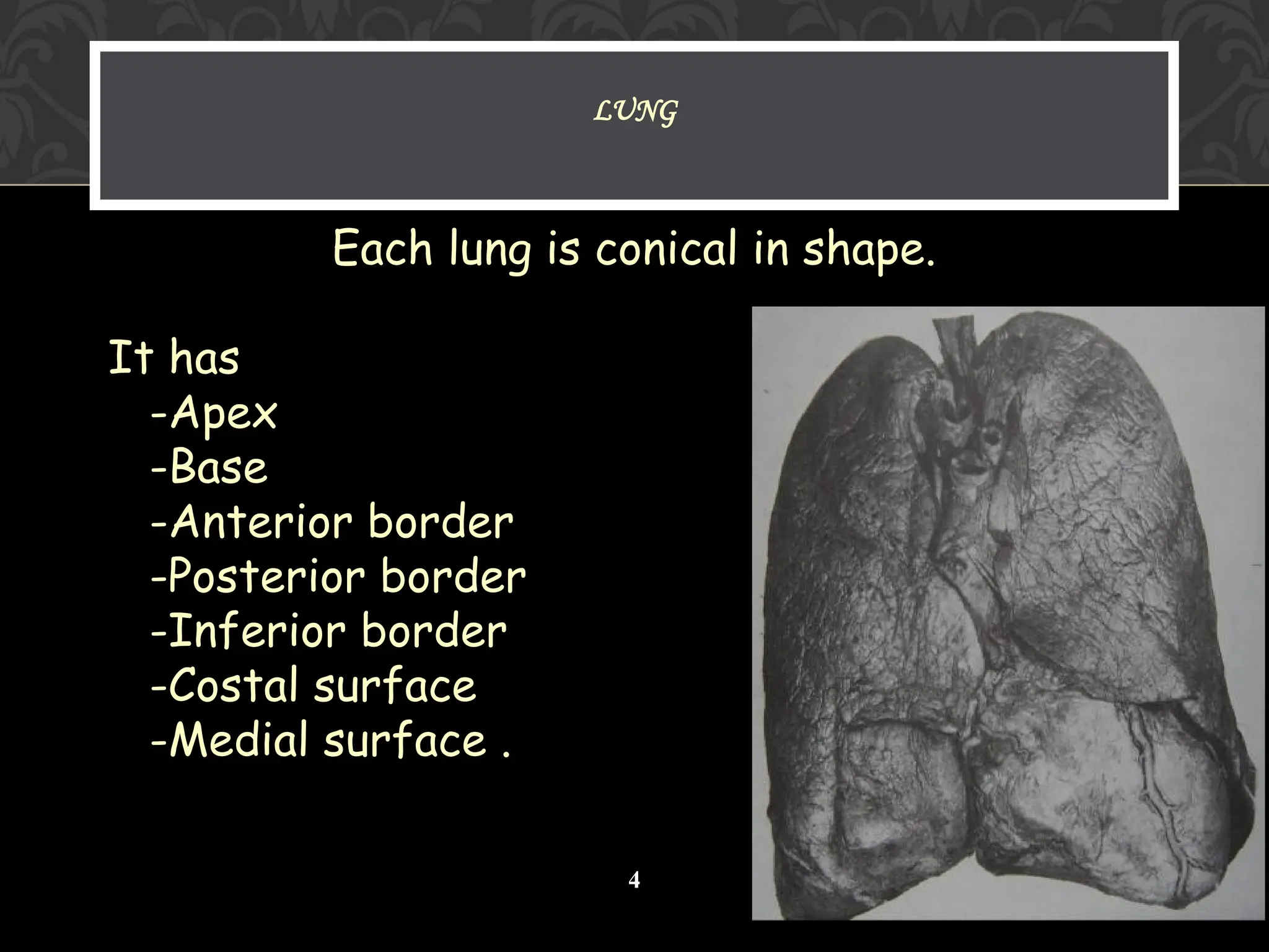 anatomy of chest in radiograph radiology.ppt