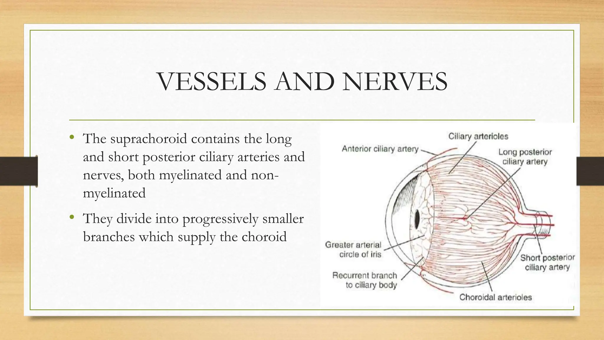 ANATOMY OF CHOROID.pptx