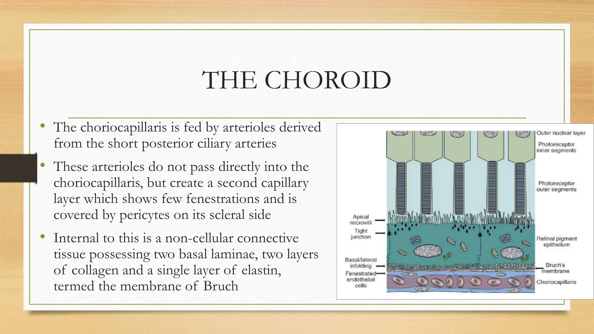 ANATOMY OF CHOROID.pptx