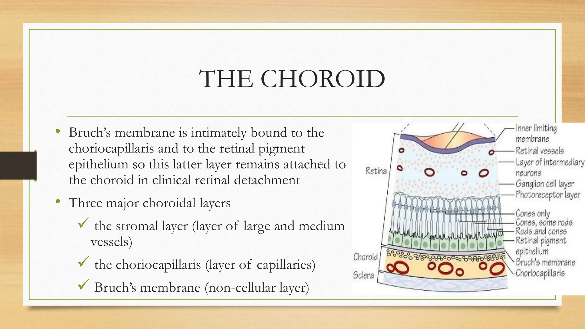 ANATOMY OF CHOROID.pptx