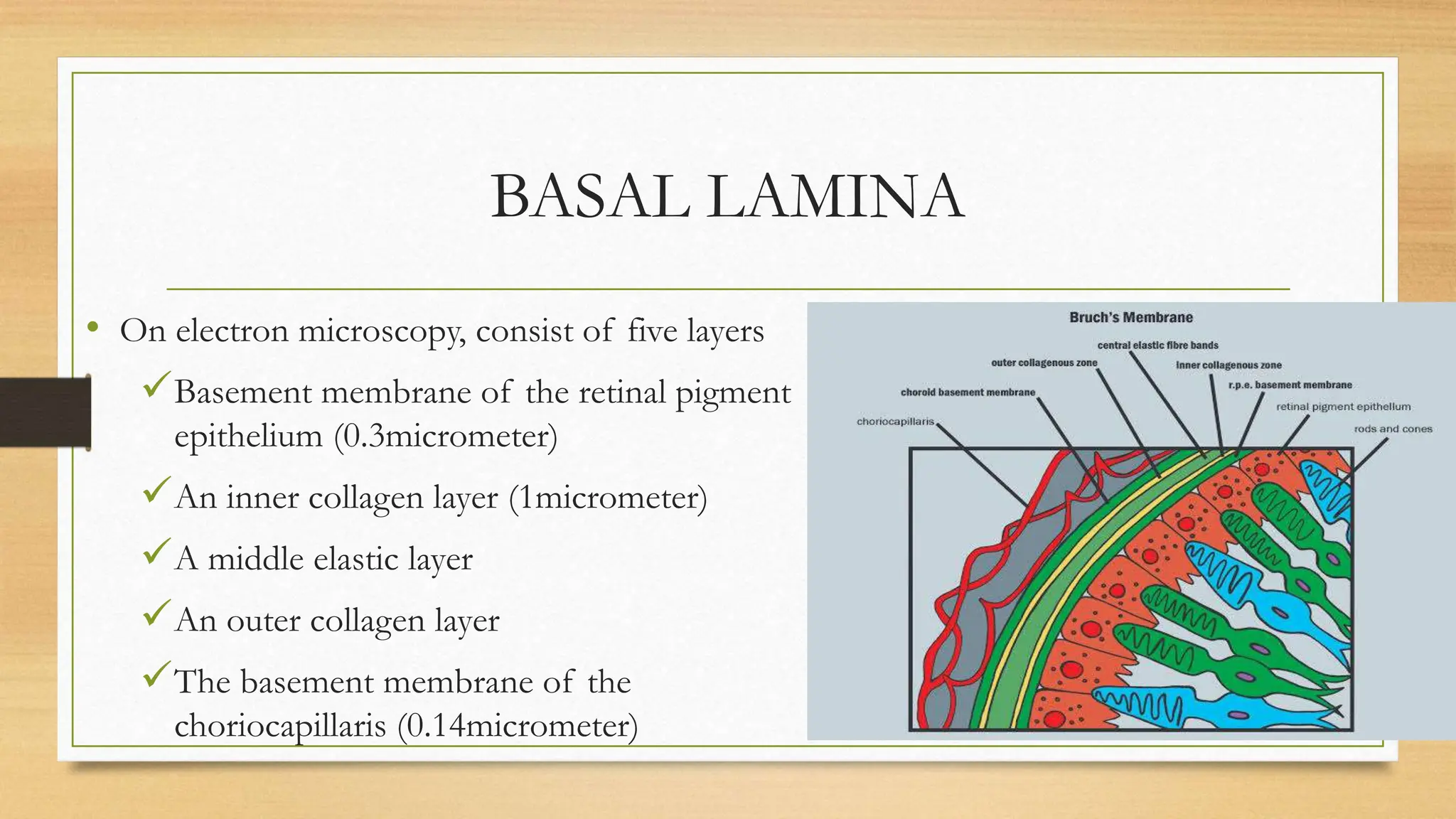 ANATOMY OF CHOROID.pptx