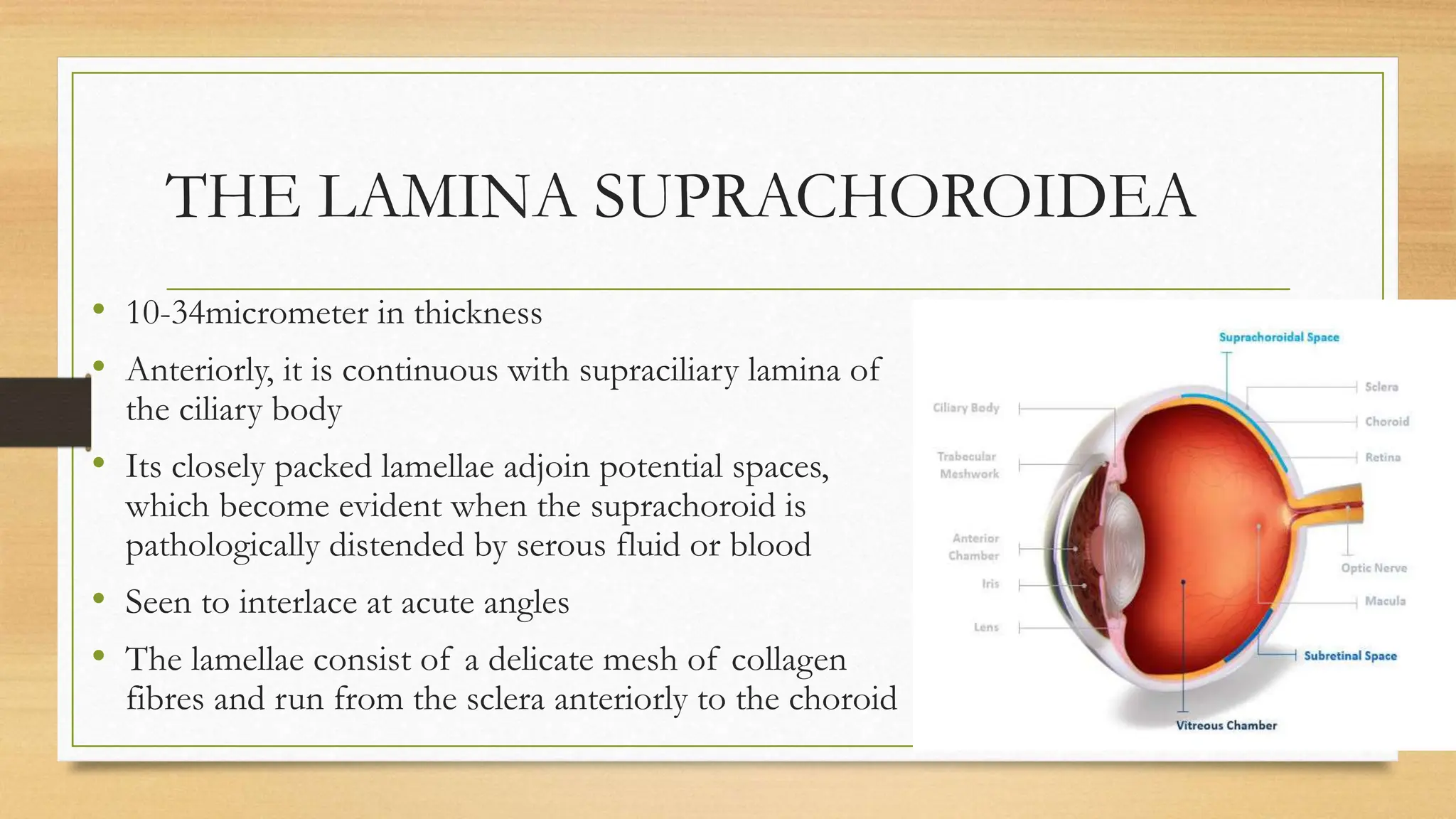 ANATOMY OF CHOROID.pptx