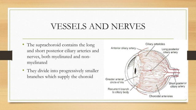 ANATOMY OF CHOROID.pptx