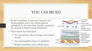 ANATOMY OF CHOROID.pptx