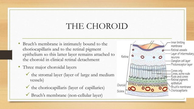ANATOMY OF CHOROID.pptx