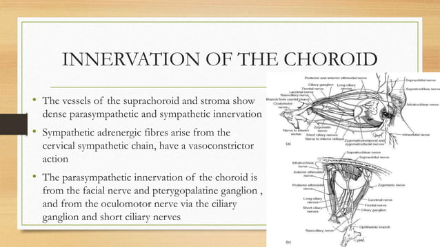 ANATOMY OF CHOROID.pptx