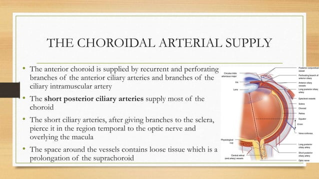 ANATOMY OF CHOROID.pptx