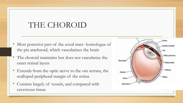 ANATOMY OF CHOROID.pptx