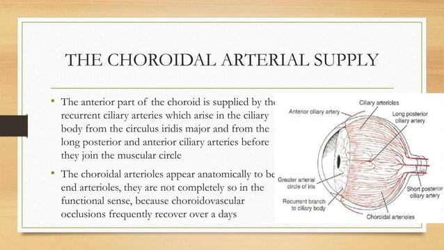 ANATOMY OF CHOROID.pptx