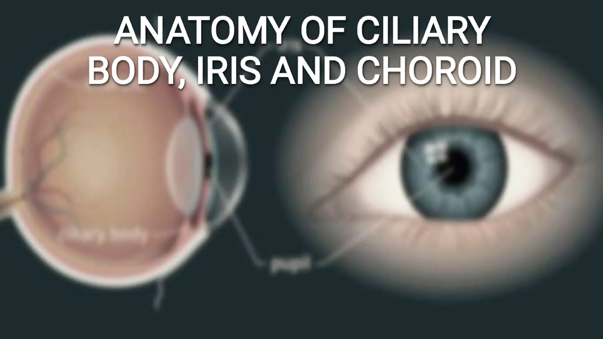 ANATOMY OF CILIARY BODY, IRIS AND CHOROID.ppt