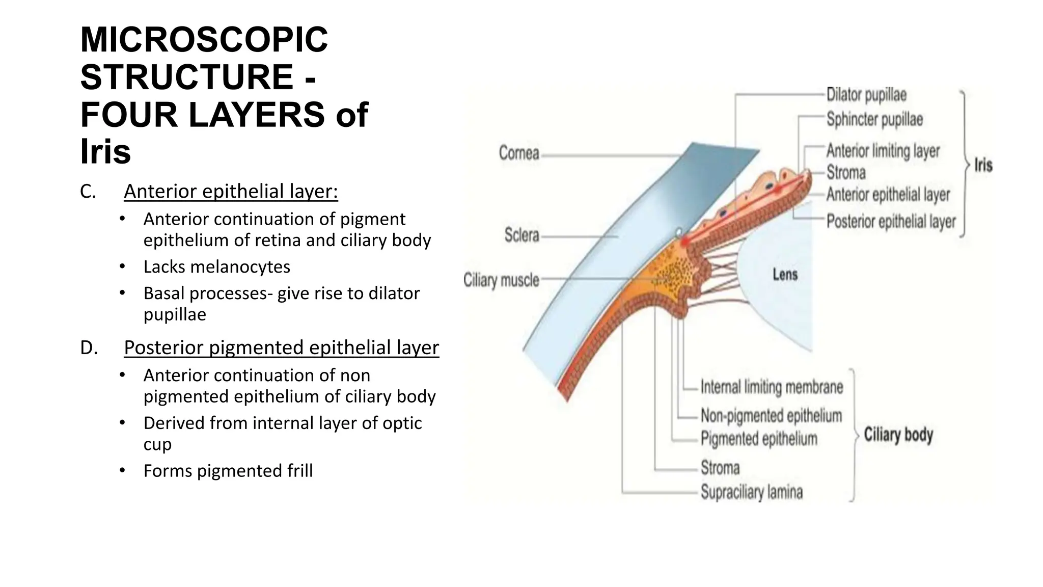 ANATOMY OF CILIARY BODY, IRIS AND CHOROID.ppt
