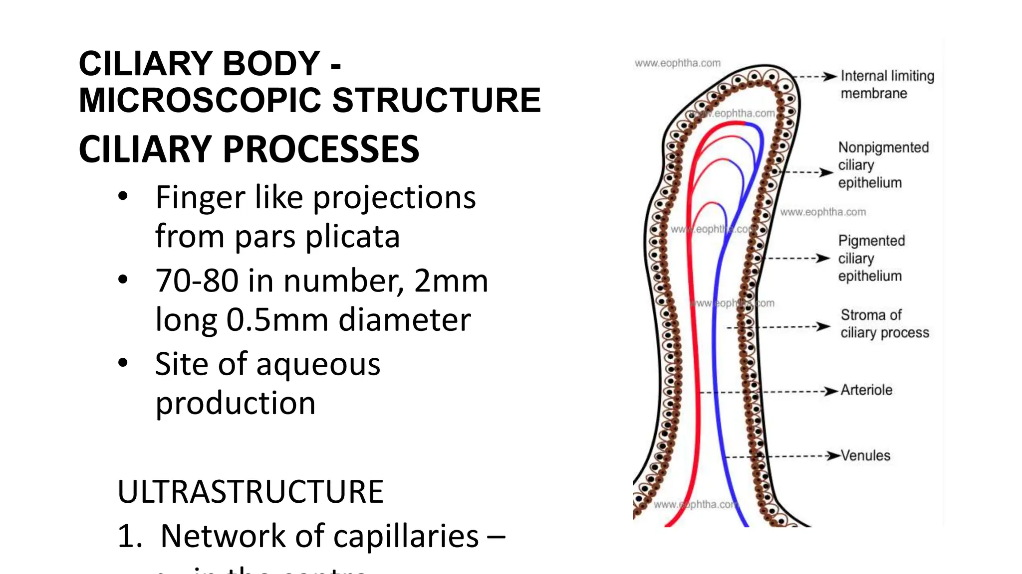 ANATOMY OF CILIARY BODY, IRIS AND CHOROID.ppt