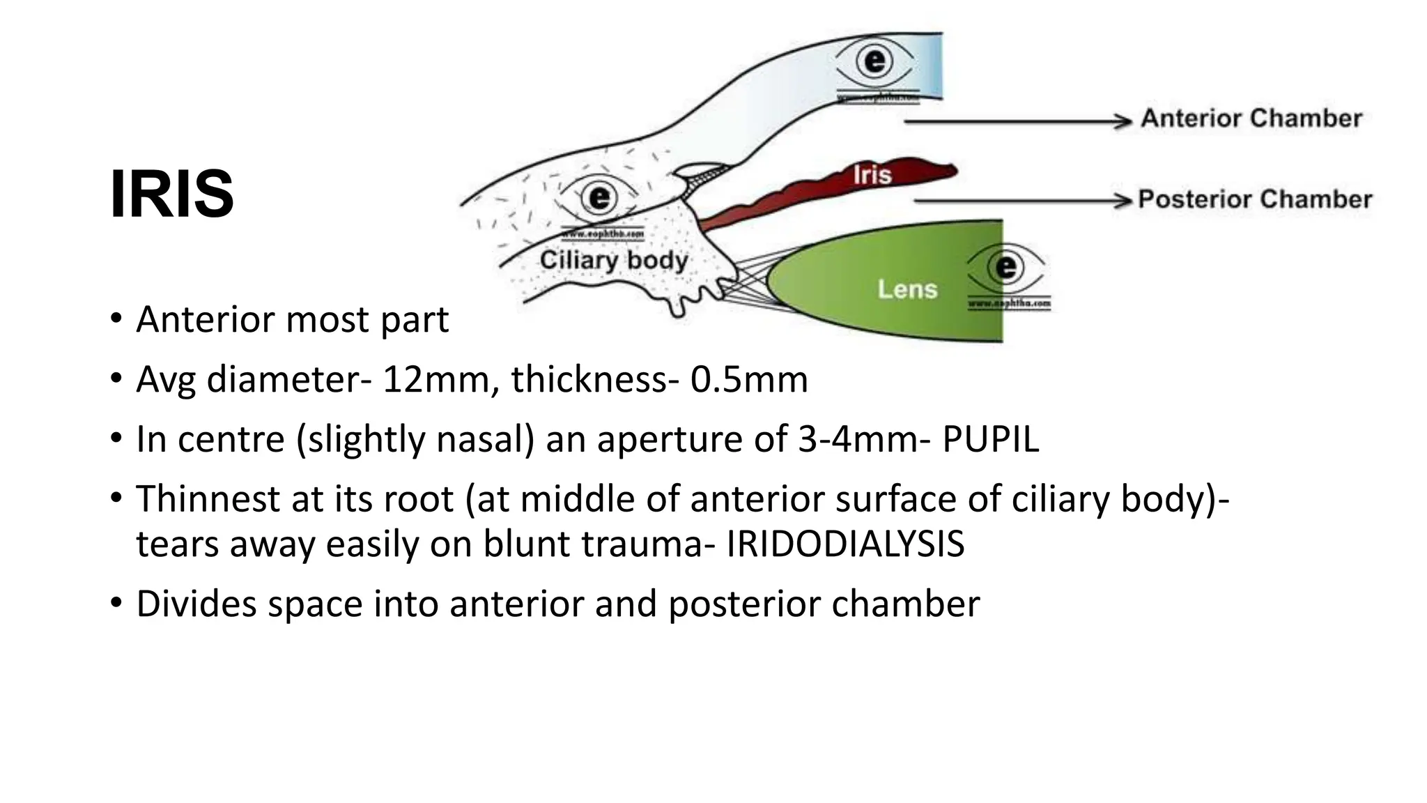ANATOMY OF CILIARY BODY, IRIS AND CHOROID.ppt