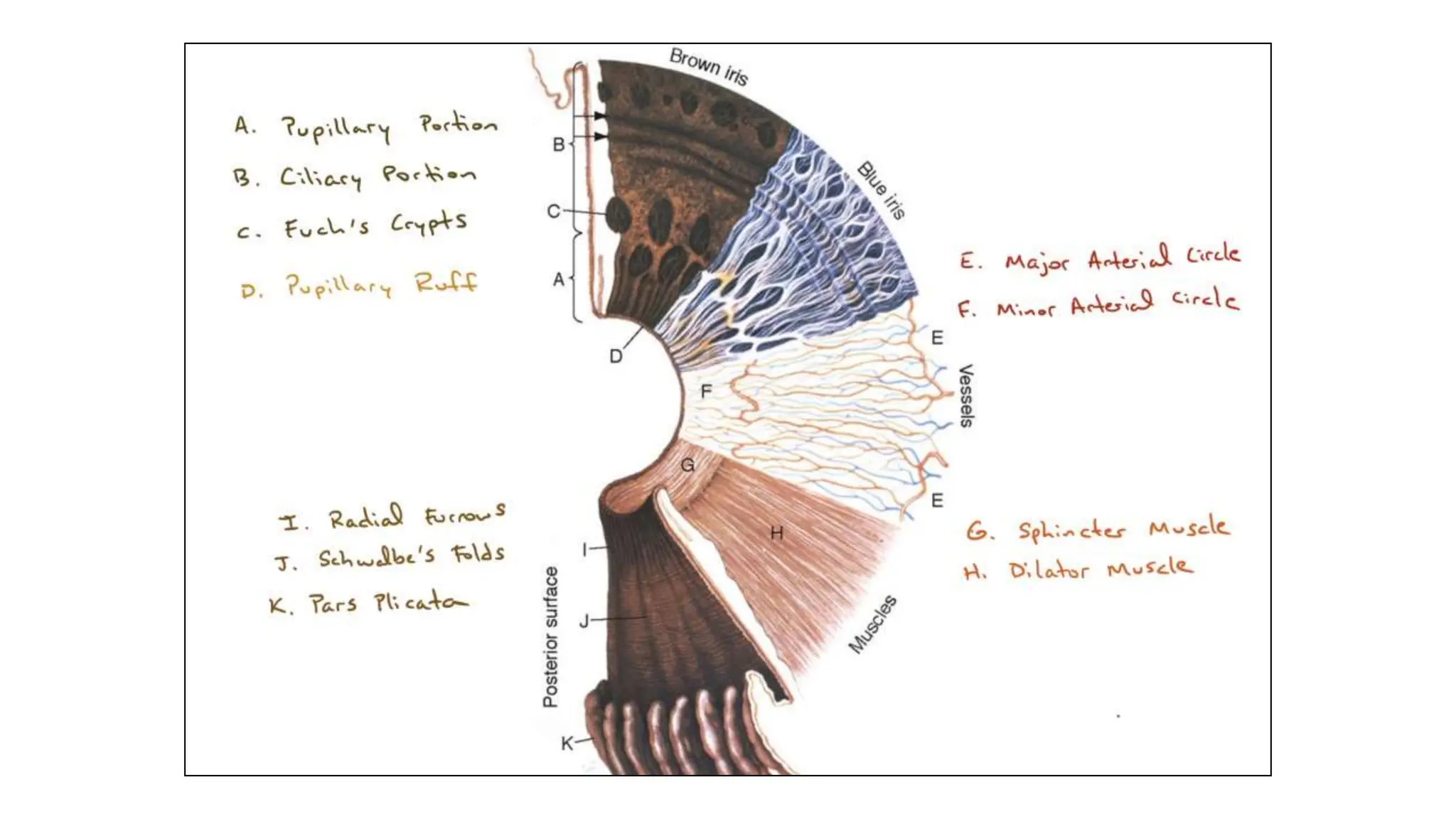 ANATOMY OF CILIARY BODY, IRIS AND CHOROID.ppt
