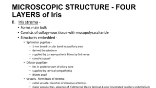 ANATOMY OF CILIARY BODY, IRIS AND CHOROID.ppt