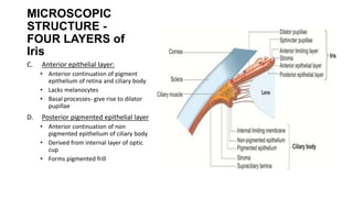 ANATOMY OF CILIARY BODY, IRIS AND CHOROID.ppt