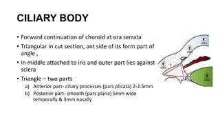 ANATOMY OF CILIARY BODY, IRIS AND CHOROID.ppt