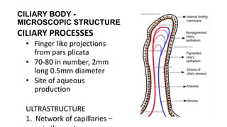 ANATOMY OF CILIARY BODY, IRIS AND CHOROID.ppt