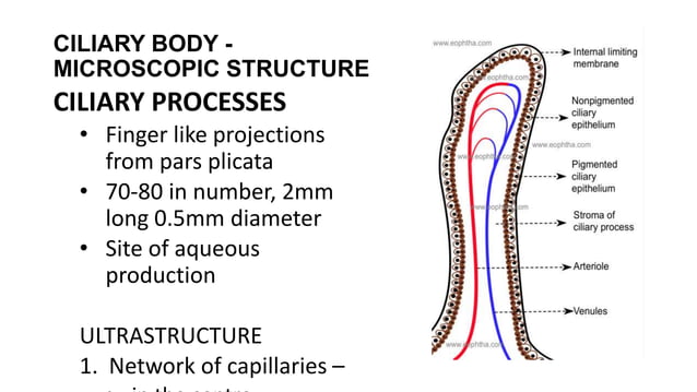 ANATOMY OF CILIARY BODY, IRIS AND CHOROID.ppt