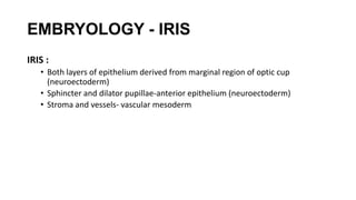 ANATOMY OF CILIARY BODY, IRIS AND CHOROID.ppt