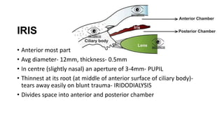 ANATOMY OF CILIARY BODY, IRIS AND CHOROID.ppt