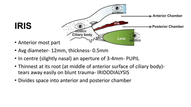 ANATOMY OF CILIARY BODY, IRIS AND CHOROID.ppt