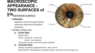 ANATOMY OF CILIARY BODY, IRIS AND CHOROID.ppt