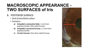 ANATOMY OF CILIARY BODY, IRIS AND CHOROID.ppt