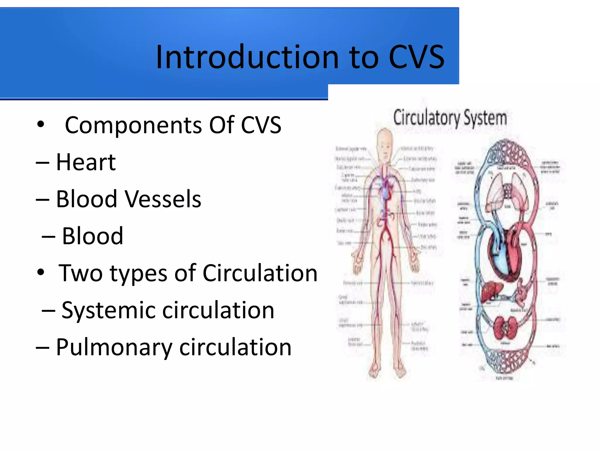 Anatomy of circulatory system | PDF