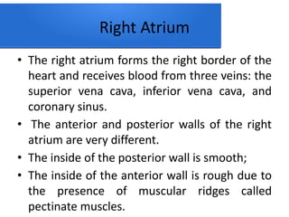 Anatomy of circulatory system | PDF