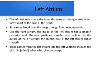 Anatomy of circulatory system | PDF
