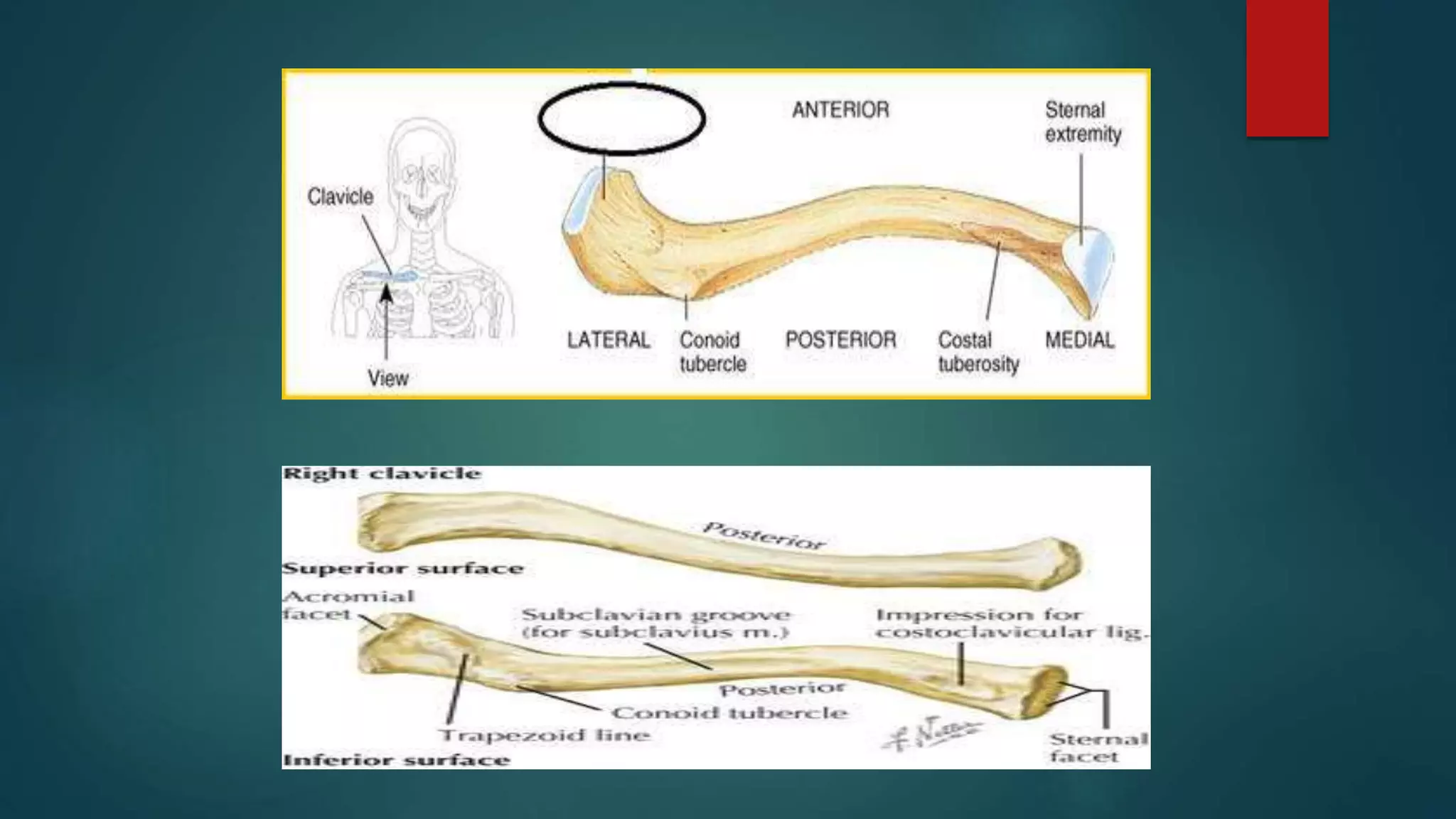 Anatomy of clavicle | PPTX