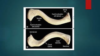 Anatomy of clavicle | PPTX