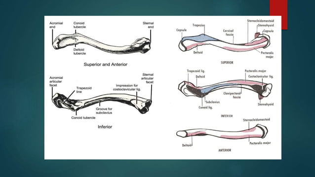 Anatomy of clavicle | PPT