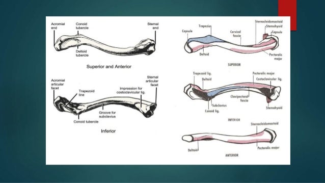 Anatomy of clavicle