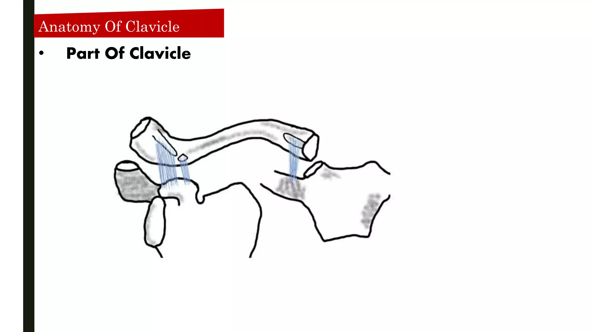 Anatomy Of Clavicle Normal copy (1) (1).pptx