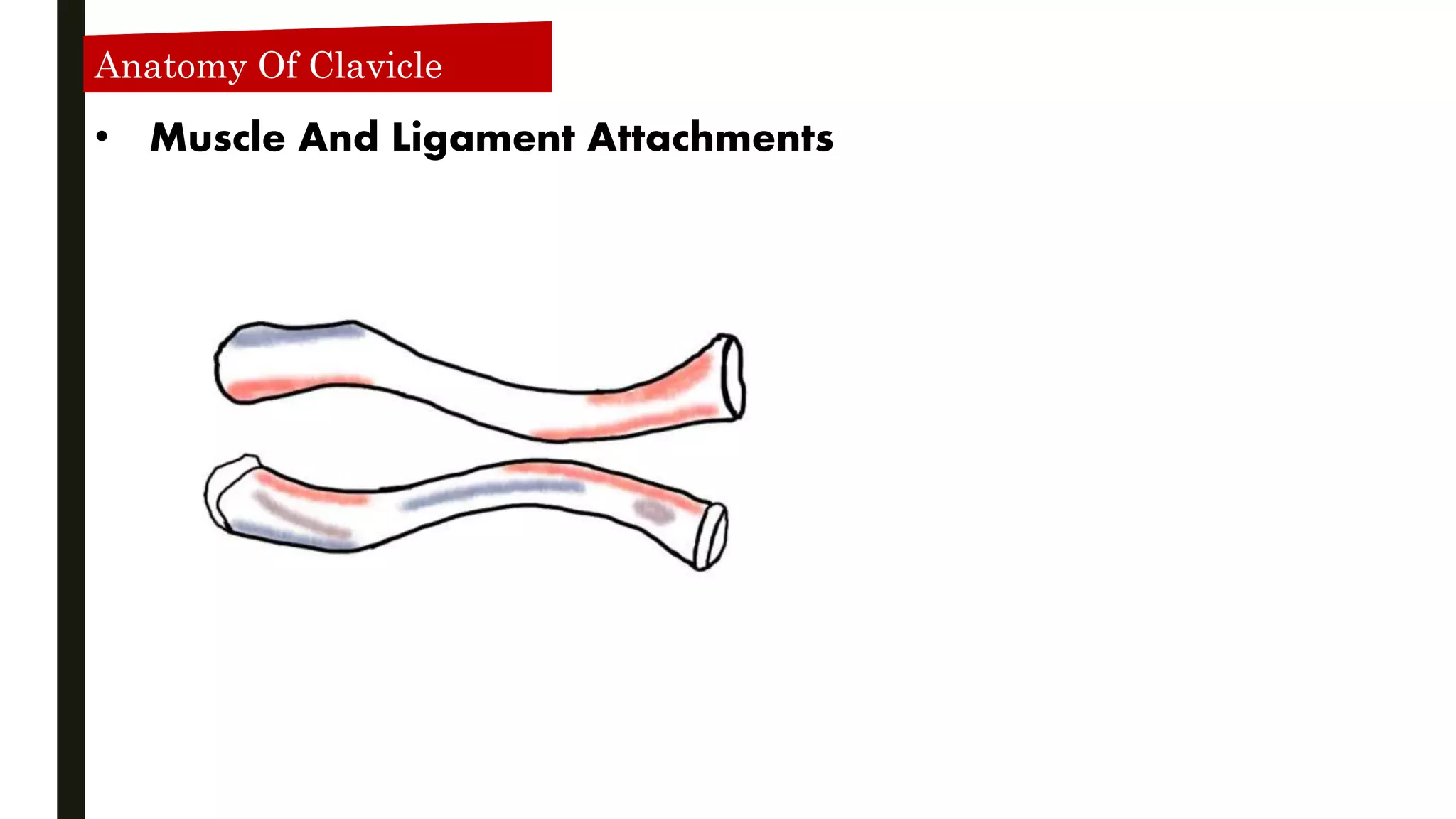 Anatomy Of Clavicle Normal copy (1) (1).pptx