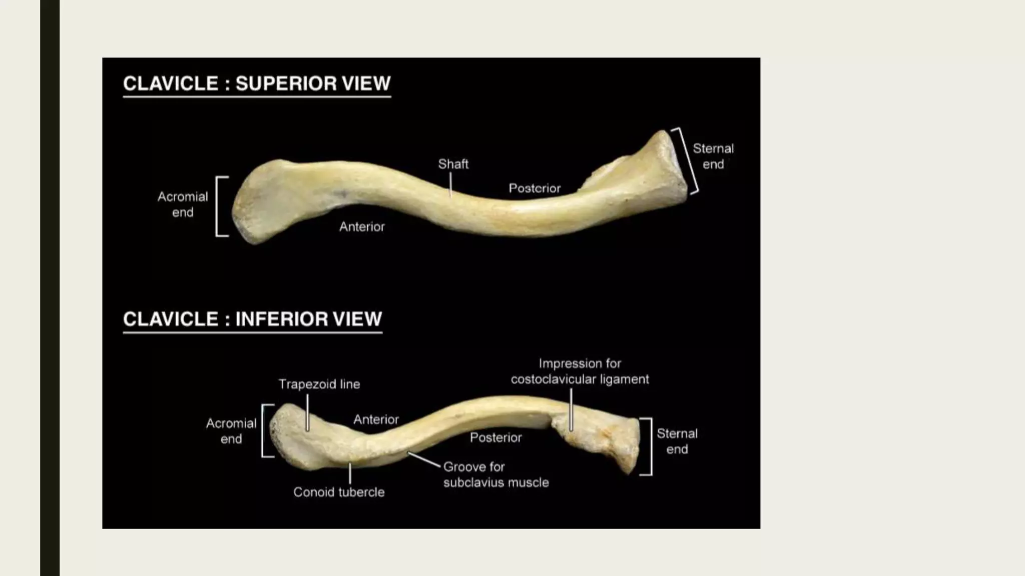 Anatomy Of Clavicle Normal copy (1) (1).pptx