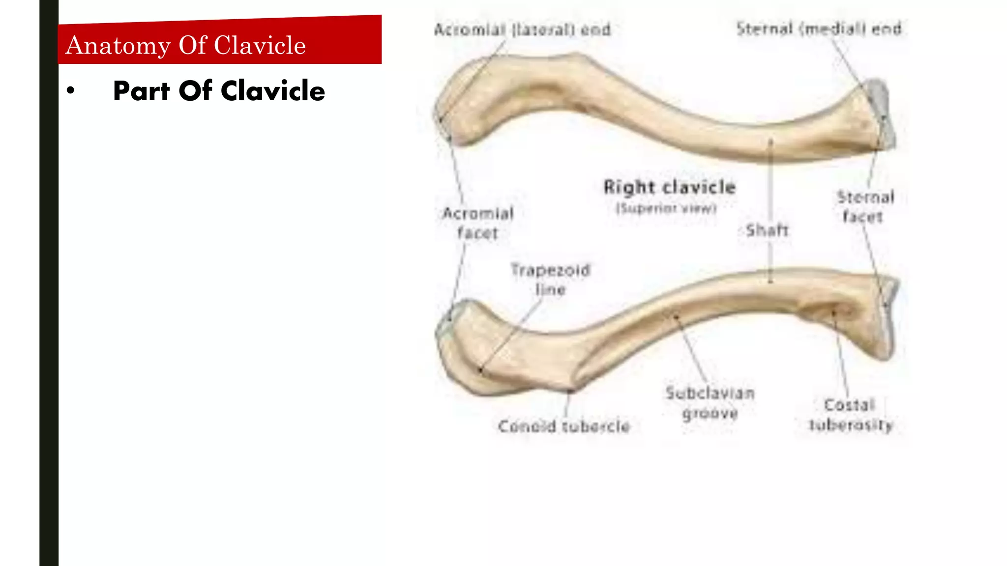 Anatomy Of Clavicle Normal copy (1) (1).pptx
