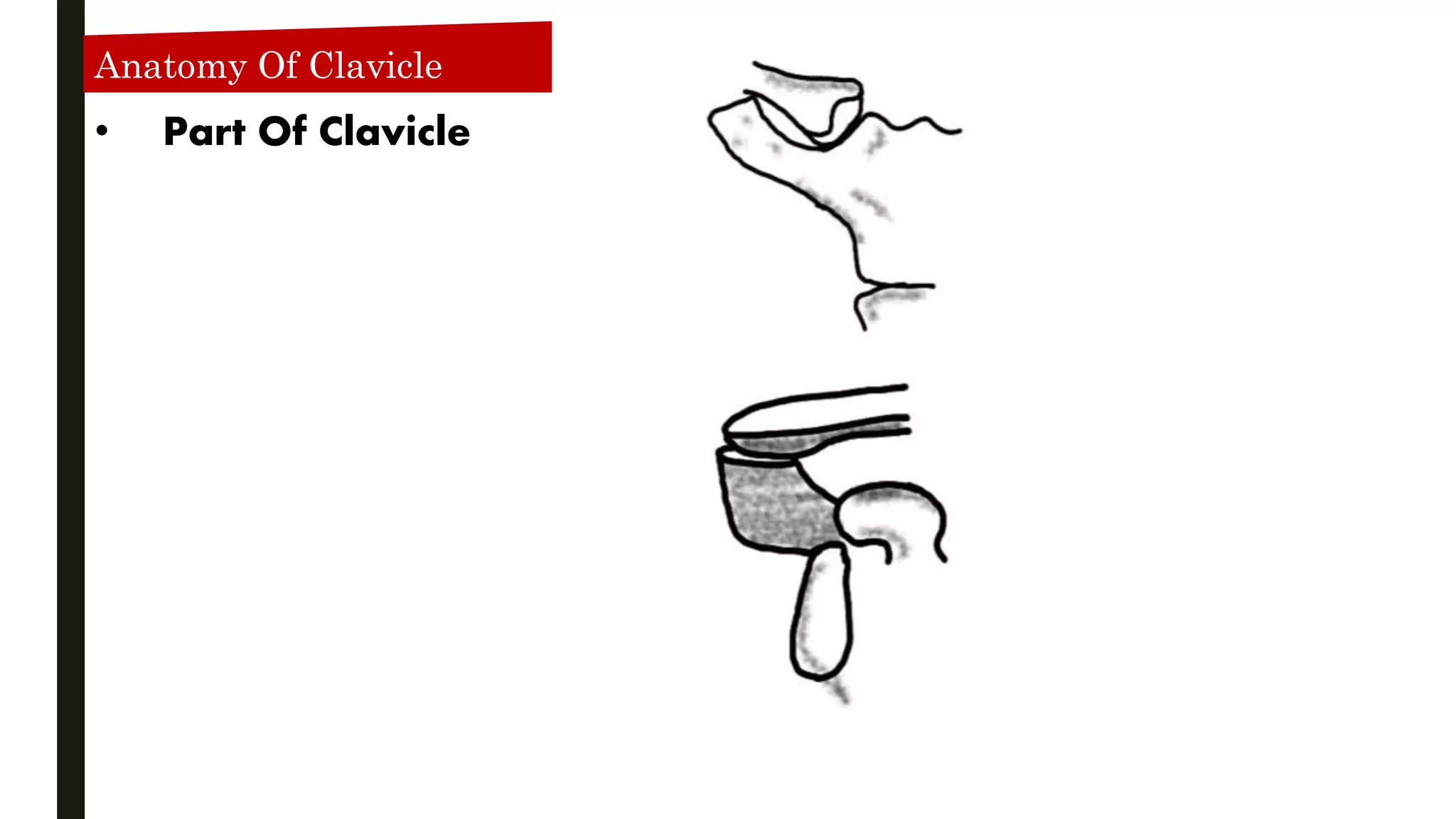 Anatomy Of Clavicle Normal copy (1) (1).pptx