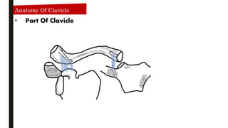 Anatomy Of Clavicle Normal copy (1) (1).pptx