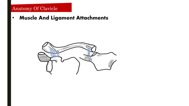 Anatomy Of Clavicle Normal copy (1) (1).pptx