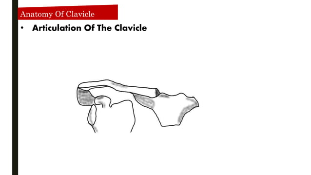 Anatomy Of Clavicle Normal copy (1) (1).pptx