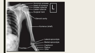 Anatomy Of Clavicle Normal copy (1) (1).pptx