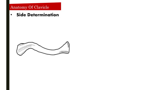 Anatomy Of Clavicle Normal copy (1) (1).pptx