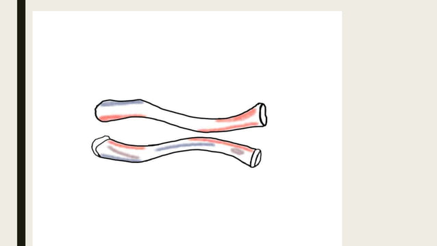 Anatomy Of Clavicle Normal copy (1) (1).pptx