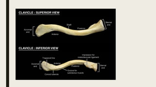 Anatomy Of Clavicle Normal copy (1) (1).pptx