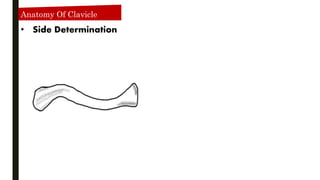 Anatomy Of Clavicle Normal copy (1) (1).pptx